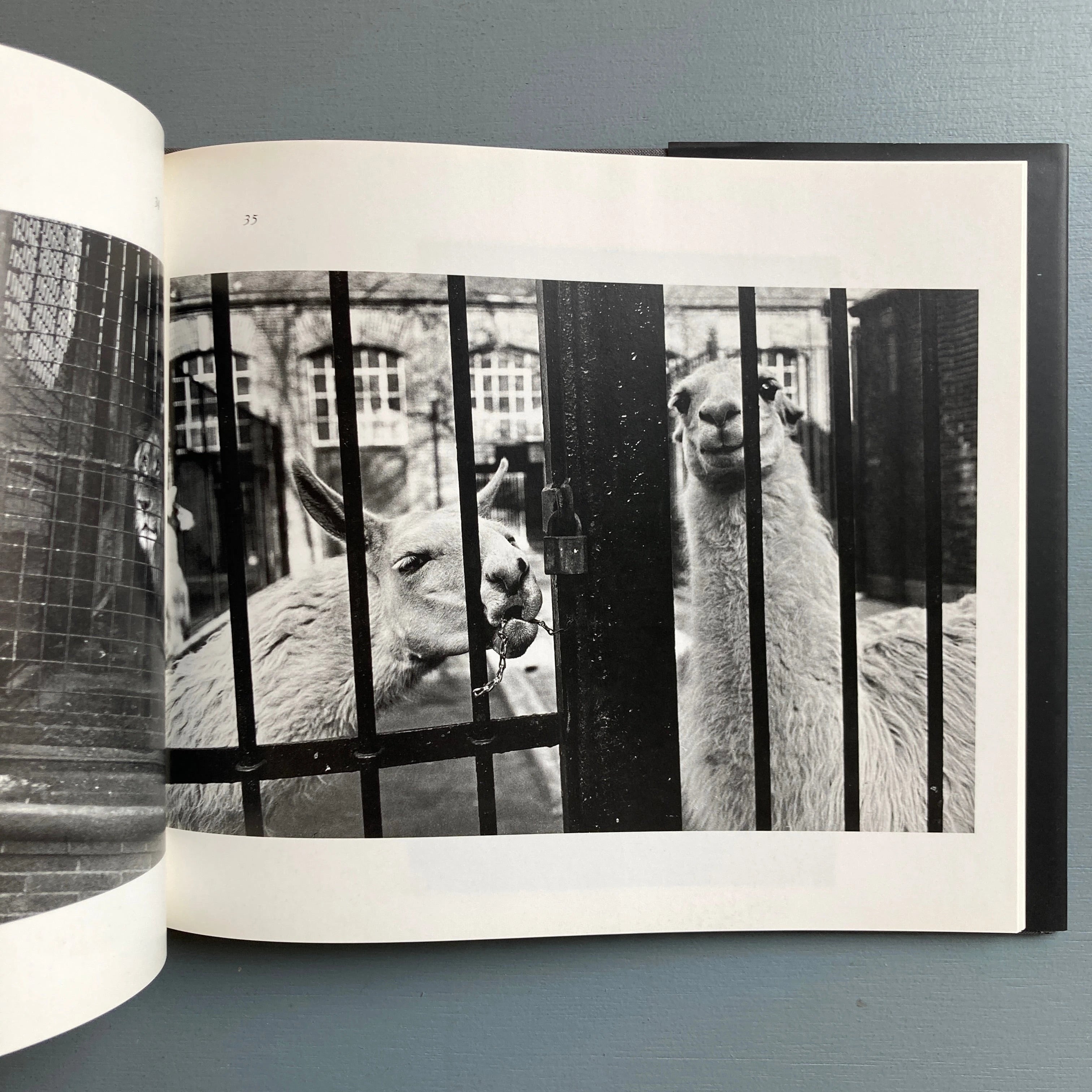 Garry Winogrand - The Animals - The Museum of Modern - Saint-Martin ...