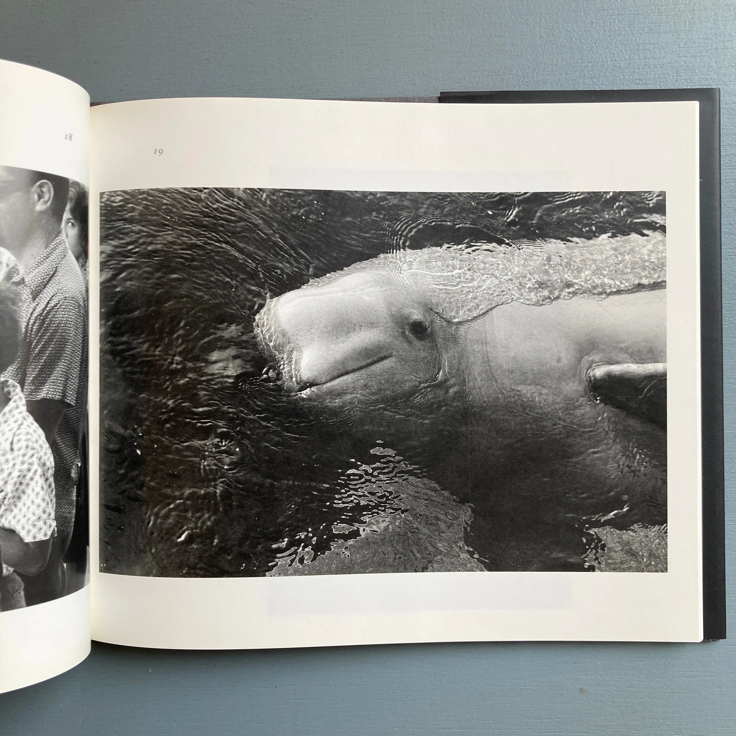 Garry Winogrand - The Animals - The Museum of Modern - Saint-Martin ...