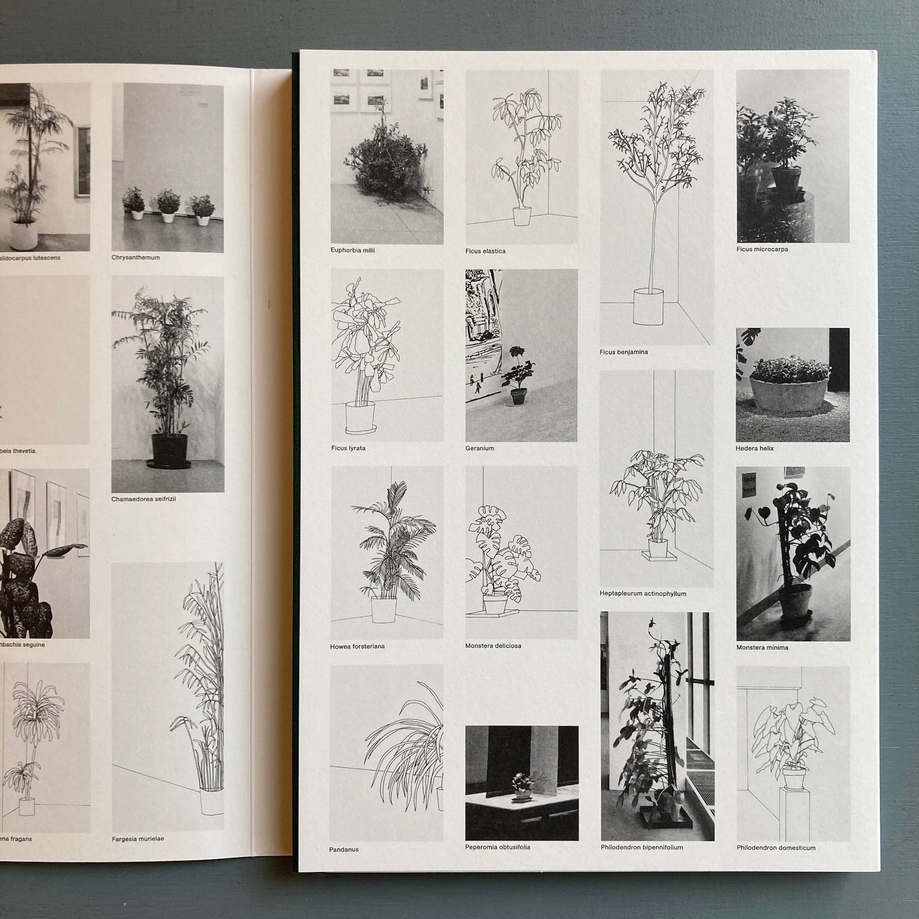 Inge Meijer - The MoMA Plant Collection - Roma 2024 - Saint-Martin Bookshop