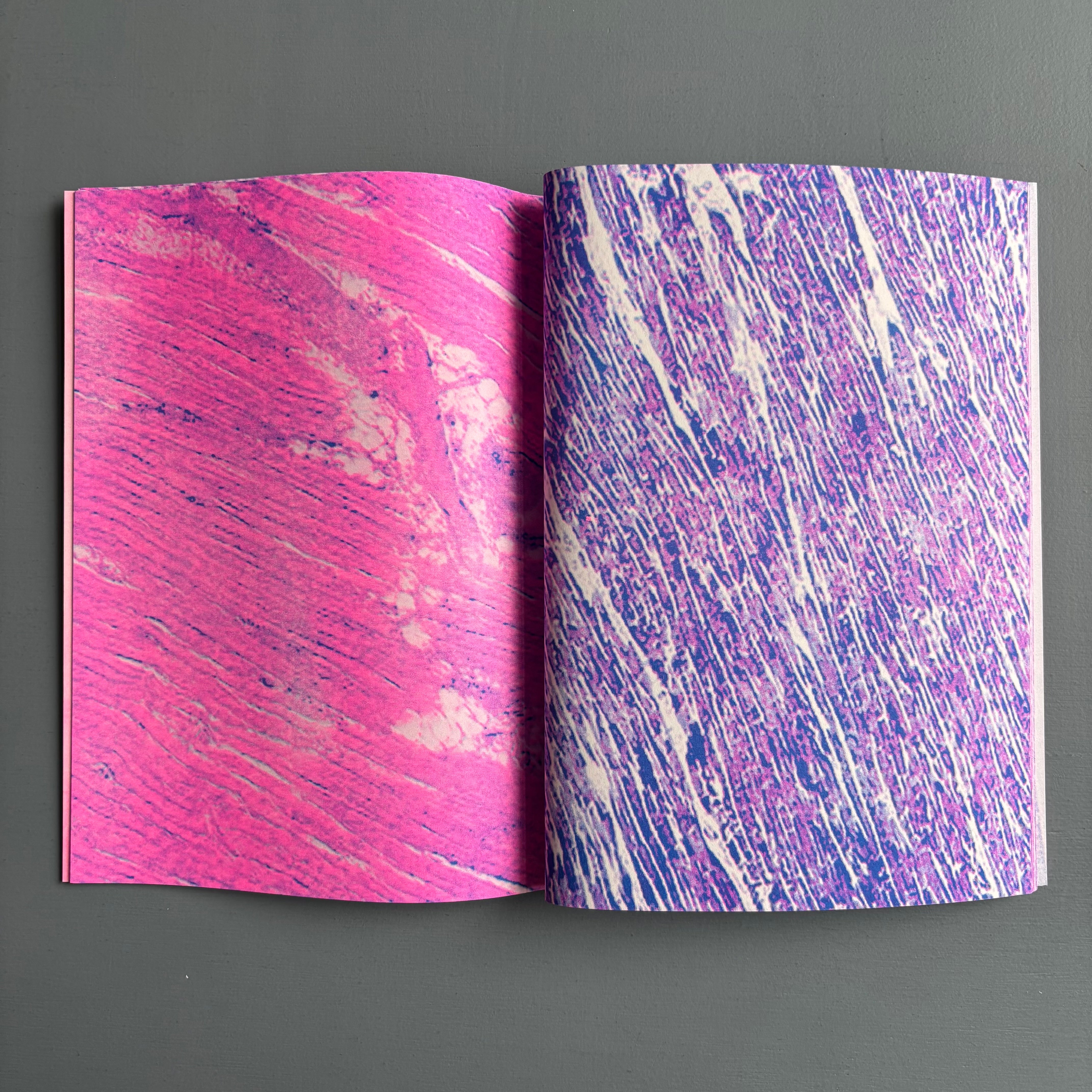 Lise Van den Broucke - Muscles - SO-RI 2024 - Saint-Martin Bookshop