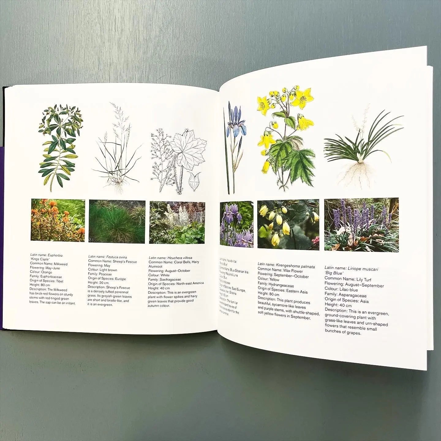 Peter Zumthor - Hortus Conclusus - Serpentine Gallery - Saint-Martin ...